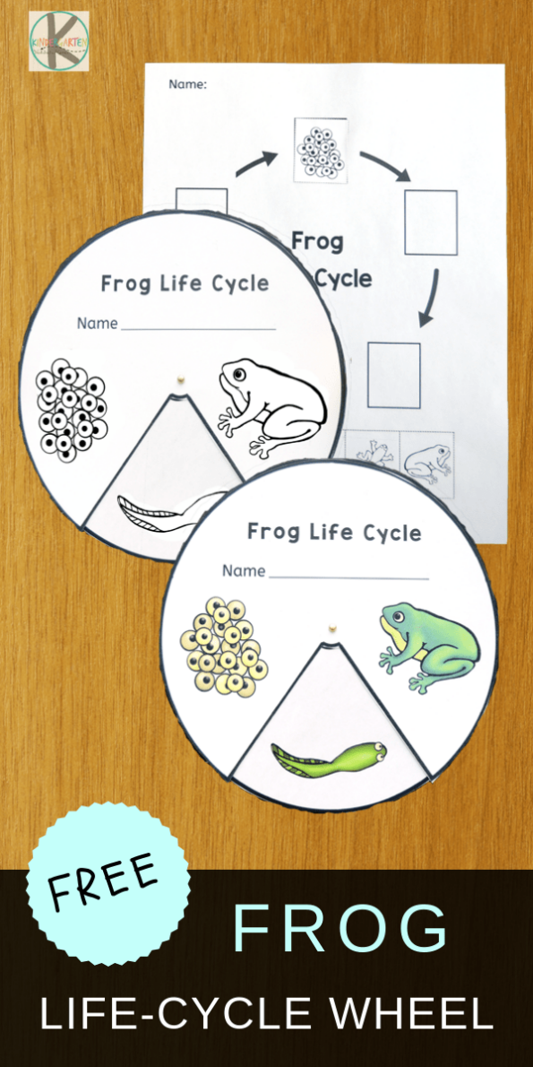 🐸 24 Life Cycle of a Frog for Kids Resources