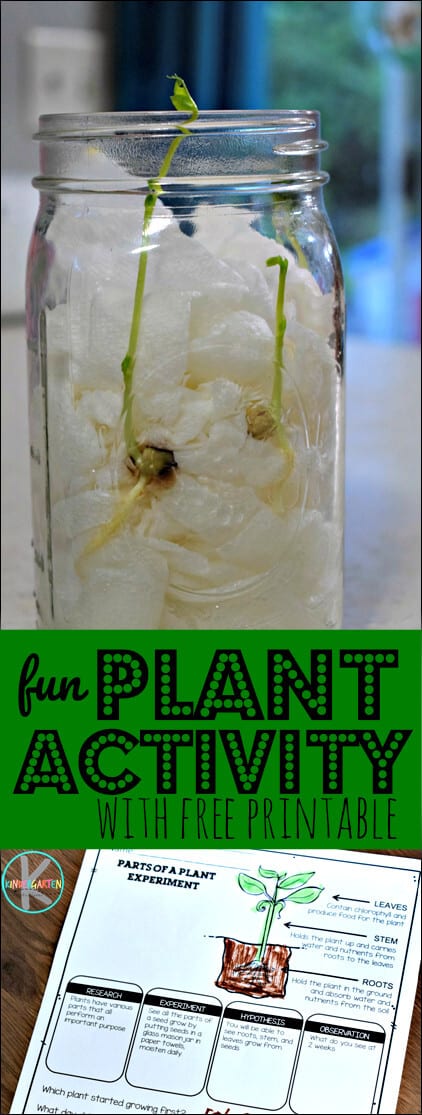 🌱 FREE Parts of a Plant Worksheet and Activity for Kindergarten