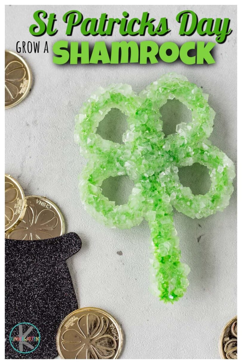 🍀 Grow a Shamrock Activity - St Patricks Day Science for Kids