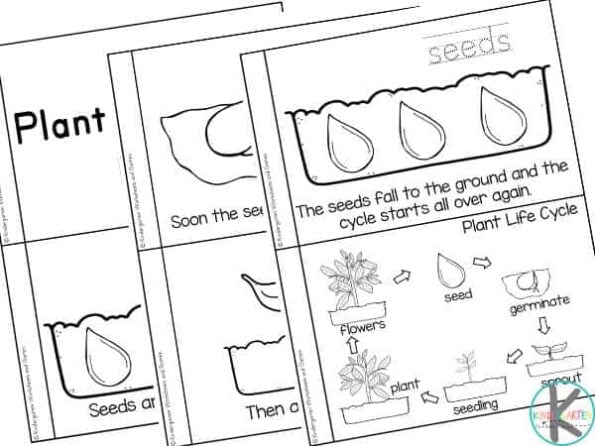 🌱 FREE Plant Life Cycles Printable Emergent Reader and Worksheets