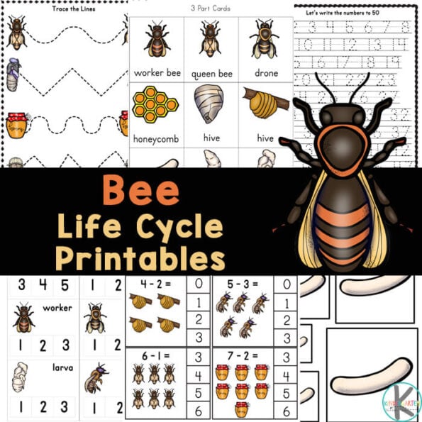 🐝 FREE Bee Life Cycle Worksheets Printables for Kids