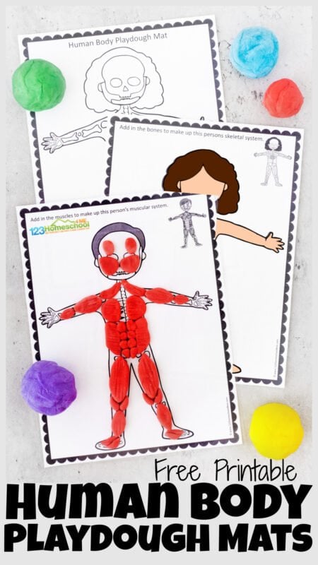 How do Lungs Work Human Body Project for Kids