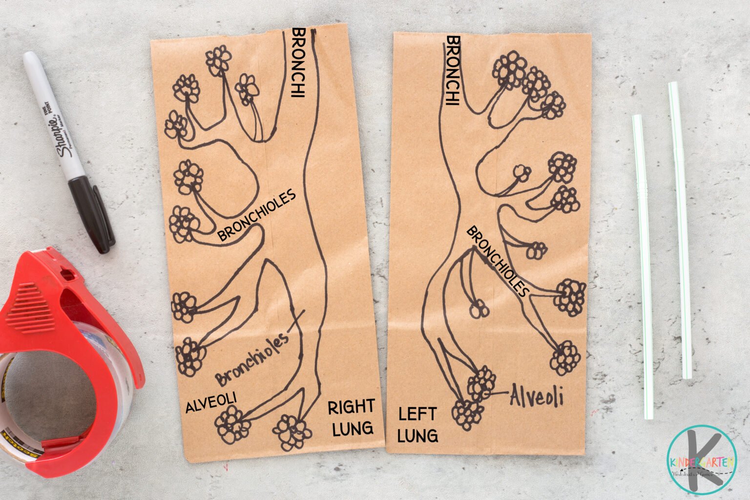 How do Lungs Work Human Body Project for Kids