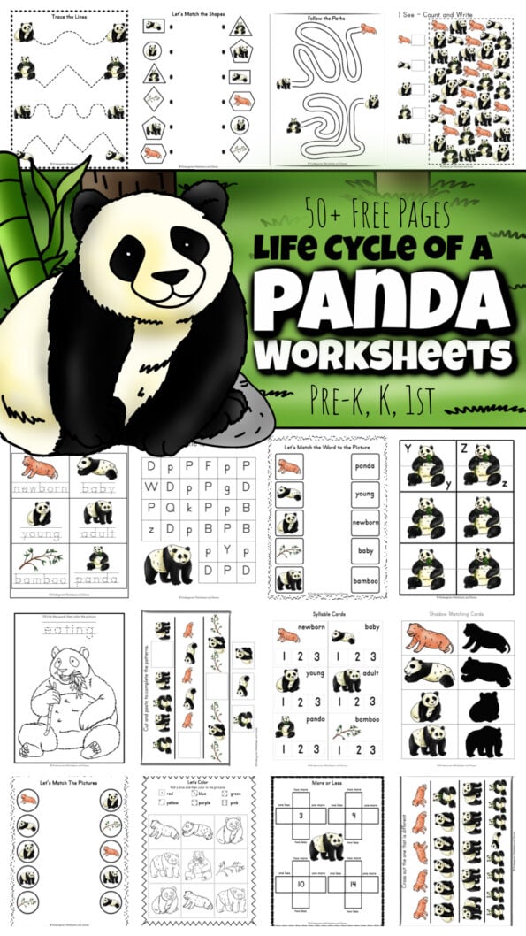 🐼 Free Printable Panda Worksheets (w/ Life Cycle and Coloring Pages)
