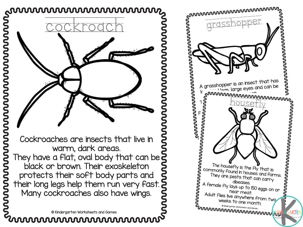 🦗 FREE Insects Coloring Pages for Kids - Read Color and Learn