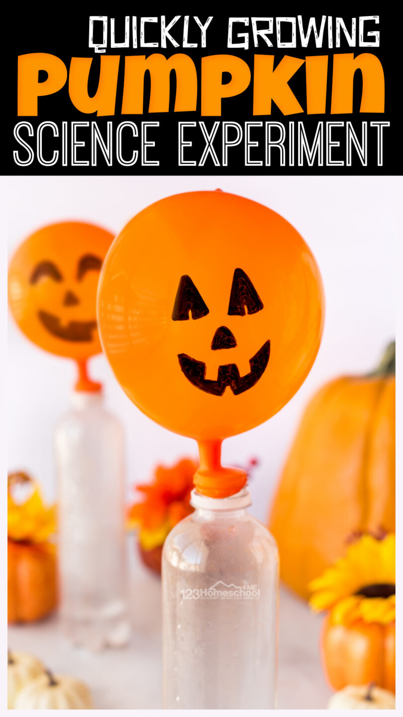 🎃 FREE Printable Pumpkin Life Cycle Worksheets for Kids