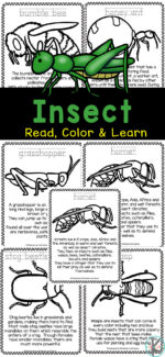 FREE Ant Life Cycle for Kids Printable Worksheets