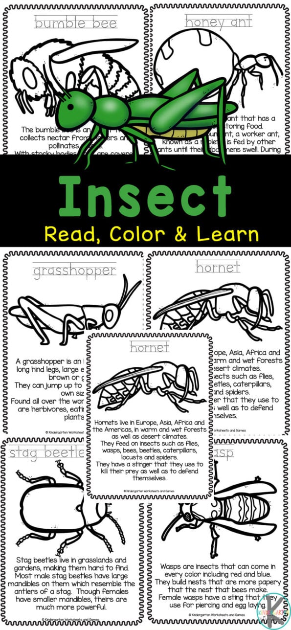 FREE Ant Life Cycle for Kids Printable Worksheets