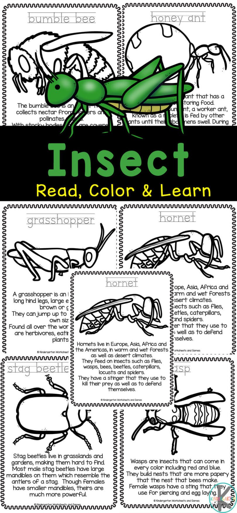 FREE Printable Worm Life Cycle Worksheets for Kids