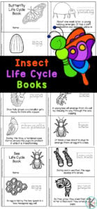 FREE Printable Worm Life Cycle Worksheets for Kids