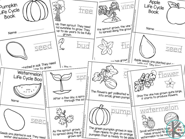 🍎🍉🎃 FREE Printable Plant Life Cycle for Kids Reader