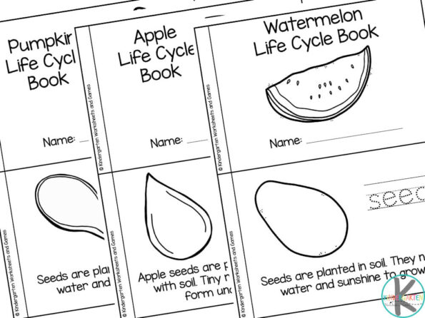 🍎🍉🎃 FREE Printable Plant Life Cycle for Kids Reader