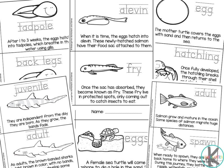 🐟🐸🦈 FREE Water Animals for Kids Life Cycle Printable Books