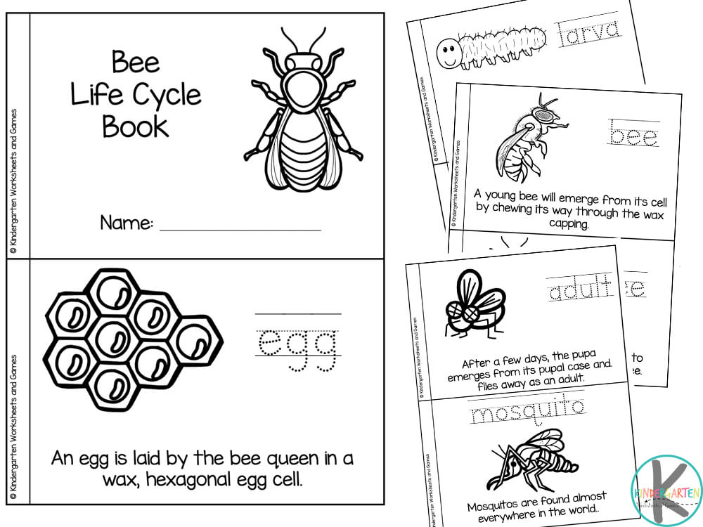 🐞🐝🦋🦟 FREE Printable Insect Life Cycle Mini-Book