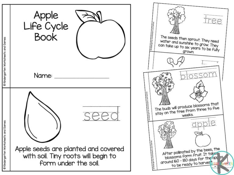 🍎🍉🎃 FREE Printable Plant Life Cycle for Kids Reader