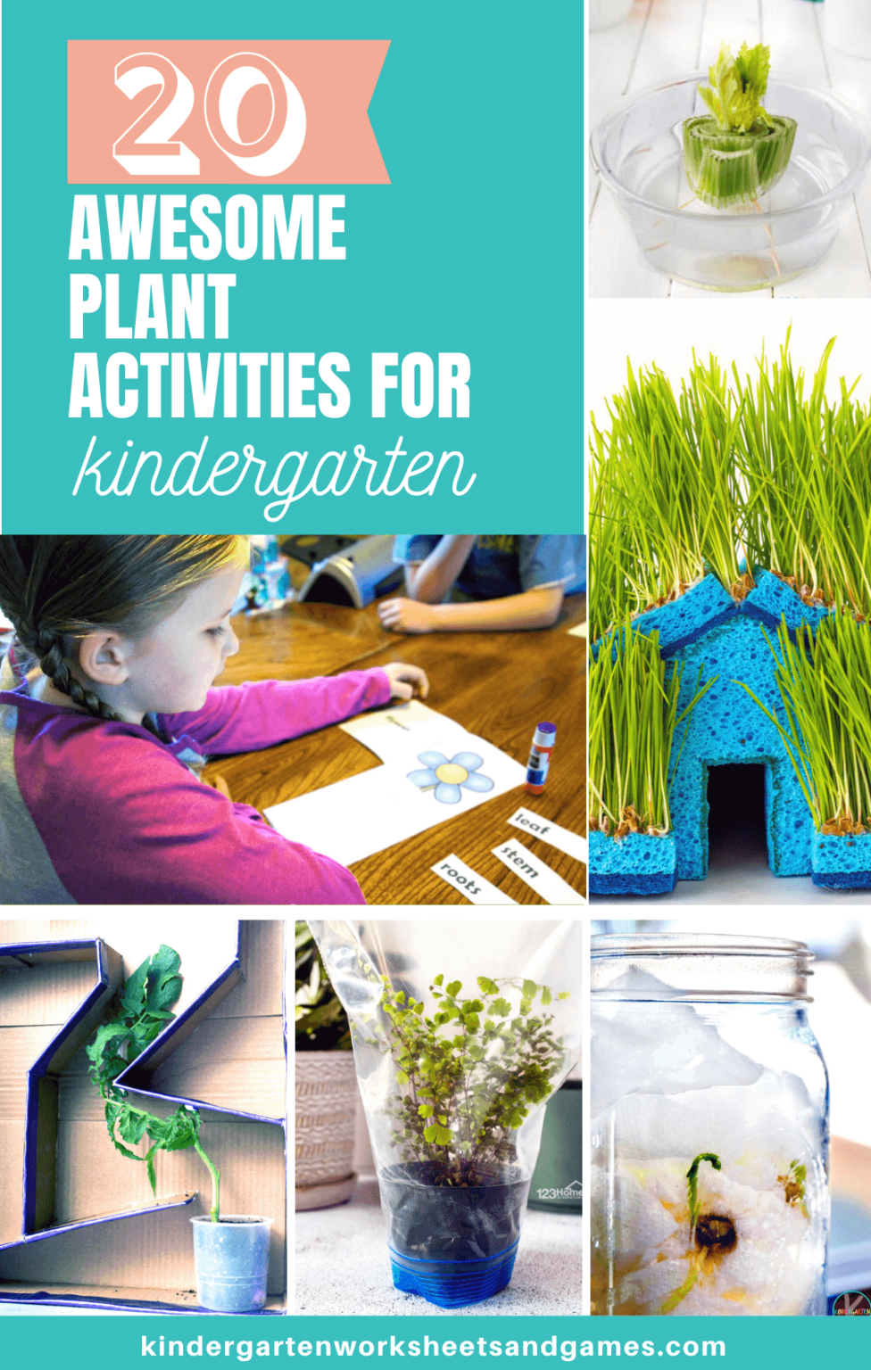 🌿 Plant Activities For Kindergarten: Teacher Approved Resources