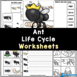 FREE Ant Life Cycle for Kids Printable Worksheets