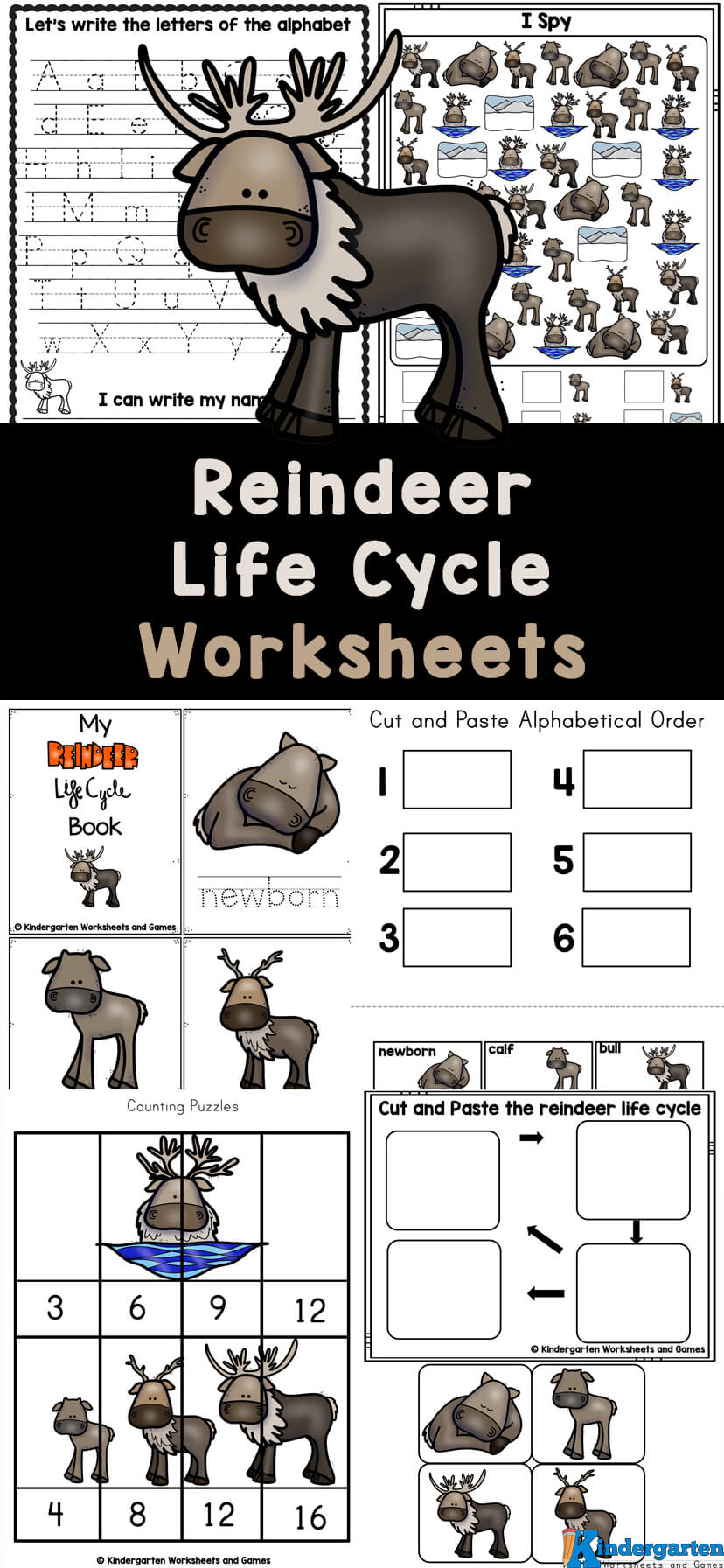 FREE Printable Reindeer Life Cycle Worksheets for Kids