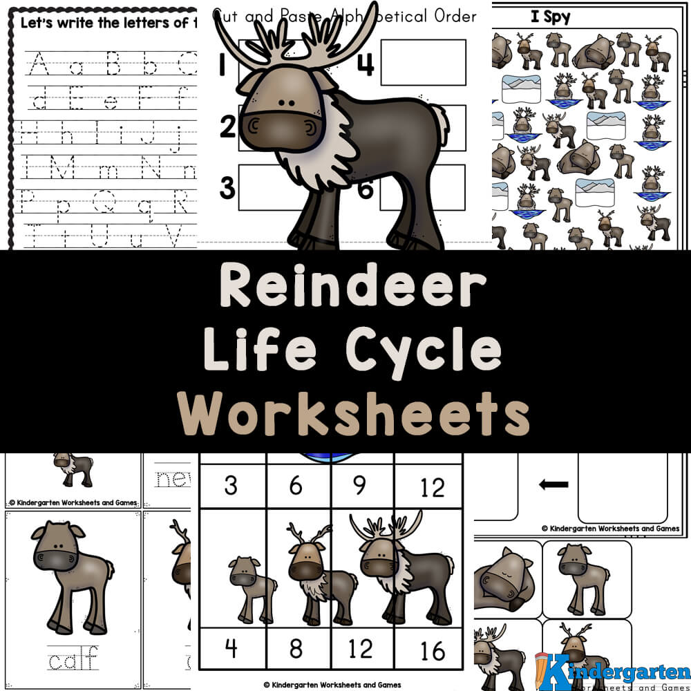 FREE Printable Reindeer Life Cycle Worksheets for Kids