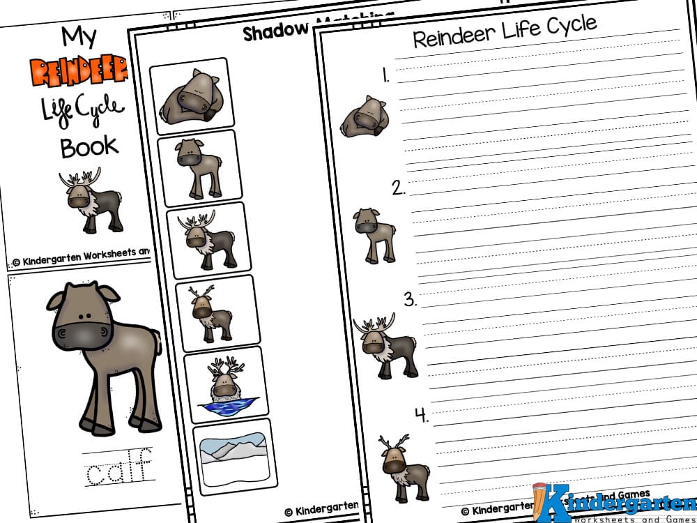 FREE Printable Reindeer Life Cycle Worksheets for Kids