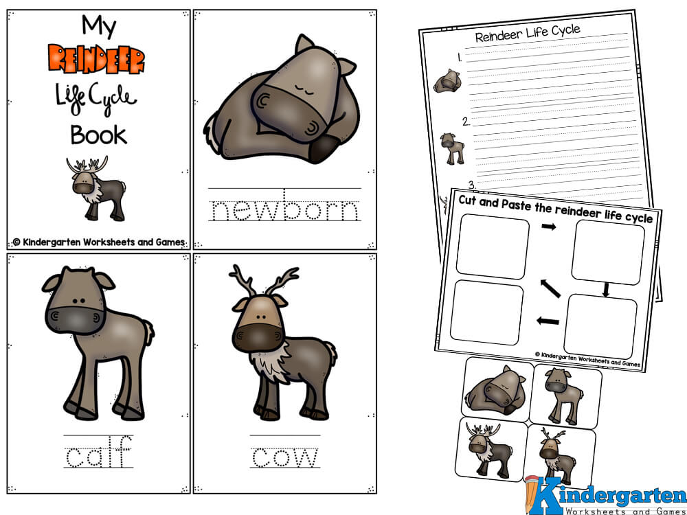 FREE Printable Reindeer Life Cycle Worksheets for Kids