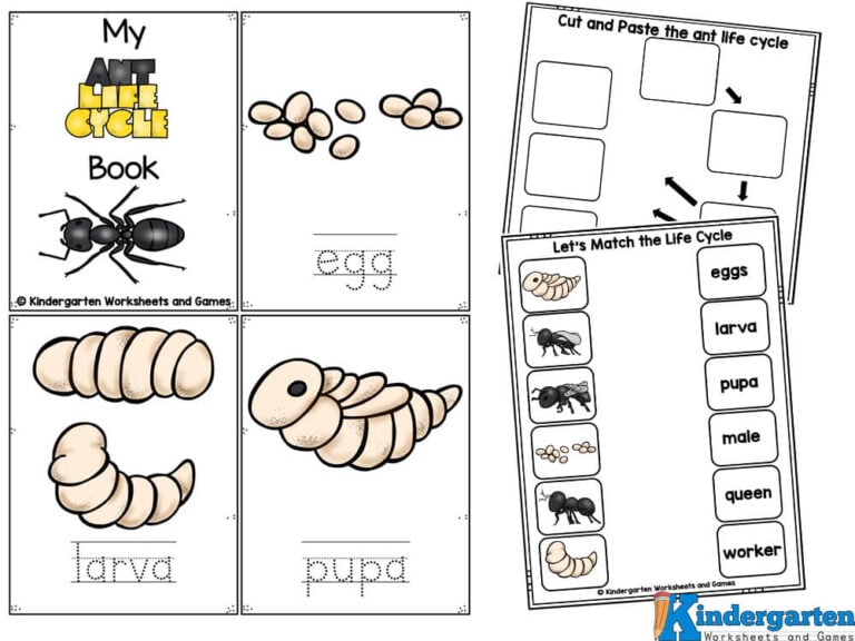 FREE Ant Life Cycle for Kids Printable Worksheets