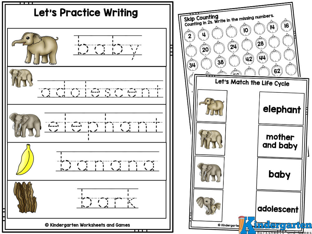 🐘 FREE Printable Elephant Life Cycle Worksheets