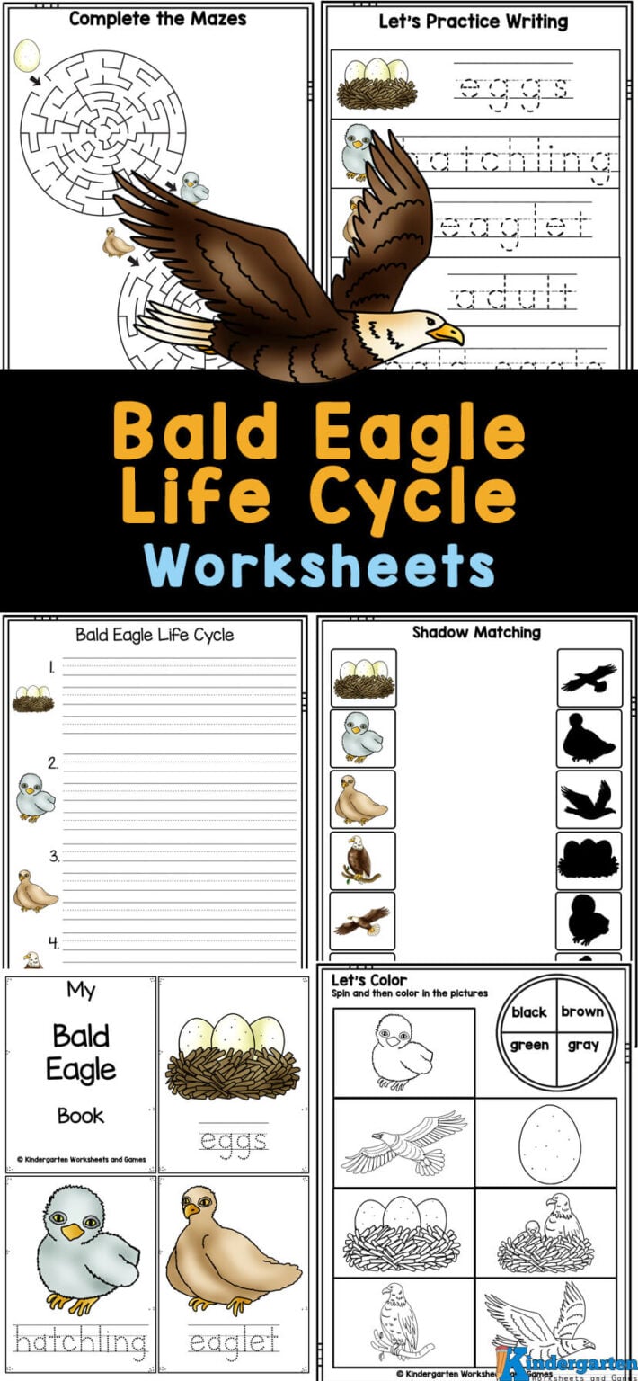 🦁 Free Printable Lion Life Cycle Worksheets for Kids