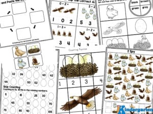 🦅 Bald Eagle Life Cycle Worksheets