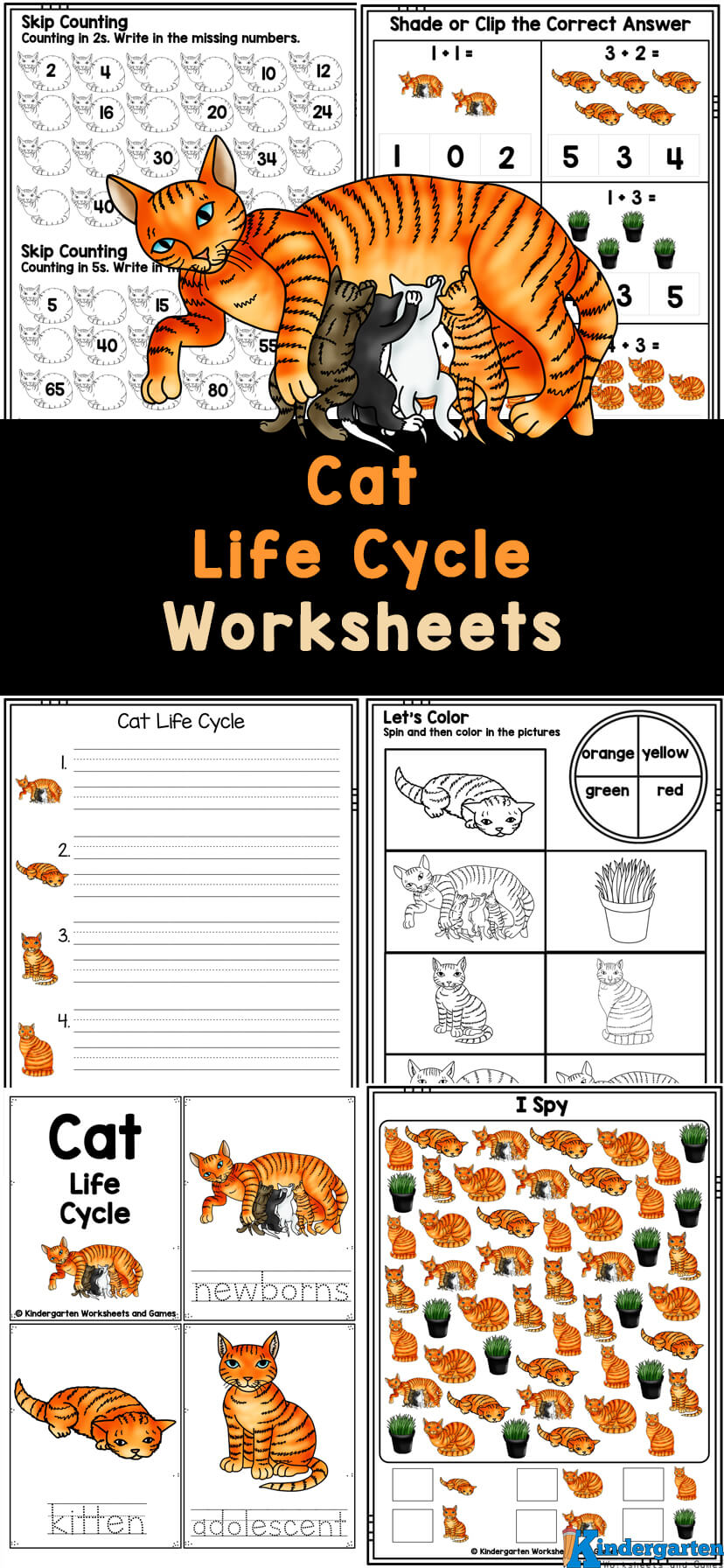 FREE Printable Cat Life Cycle Worksheets for Pre-k and Kindergarten Kids