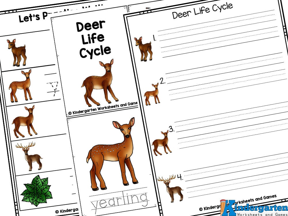 🦌 FREE Printable Deer Life Cycle Worksheets