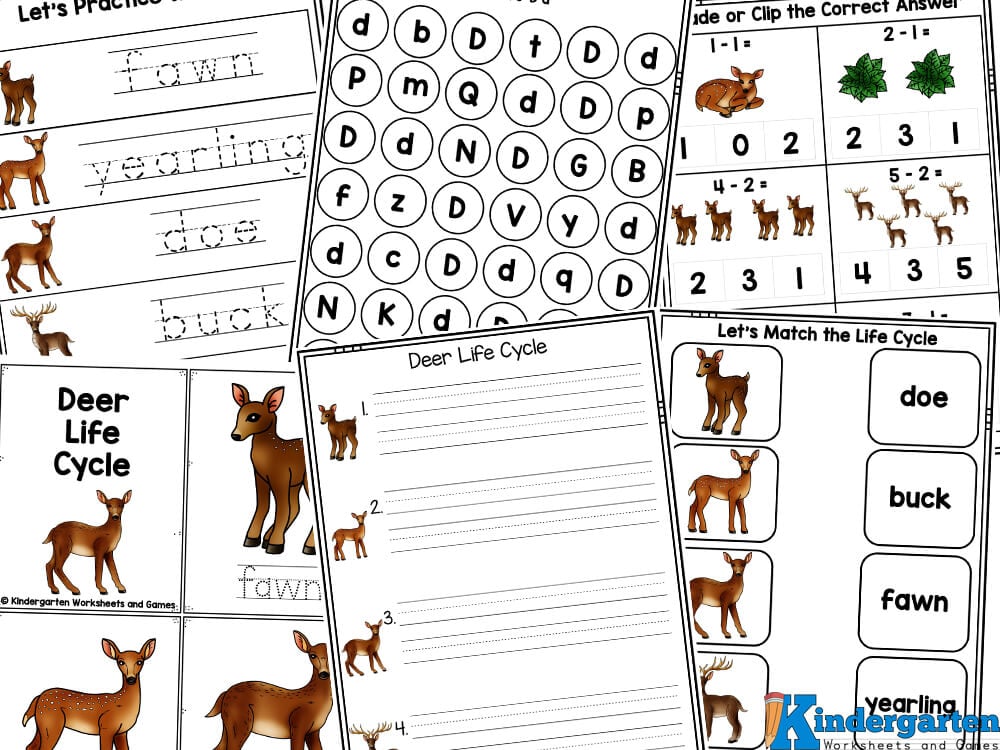 🦌 FREE Printable Deer Life Cycle Worksheets