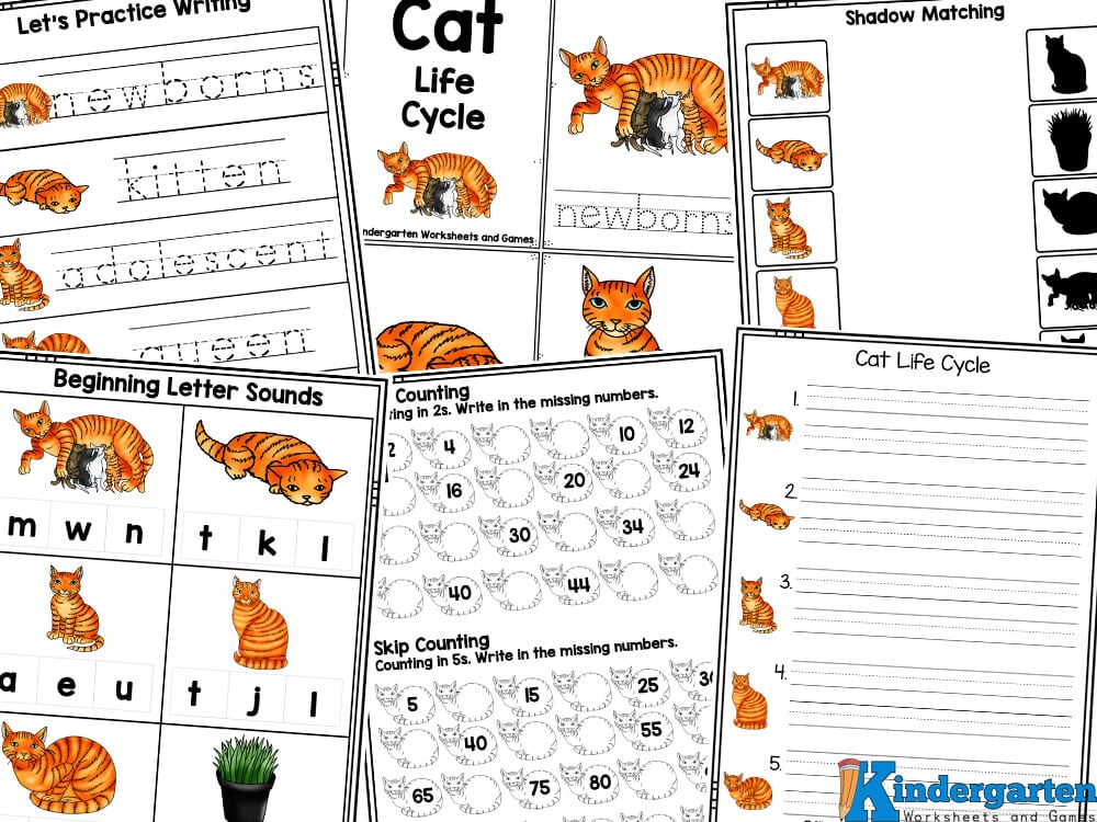 FREE Printable Cat Life Cycle Worksheets for Pre-k and Kindergarten Kids