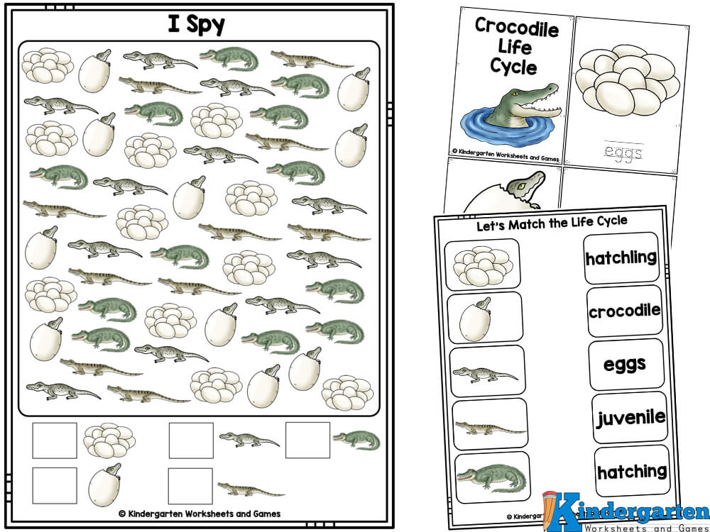 FREE Printable Life Cycle of a Crocodile Worksheets