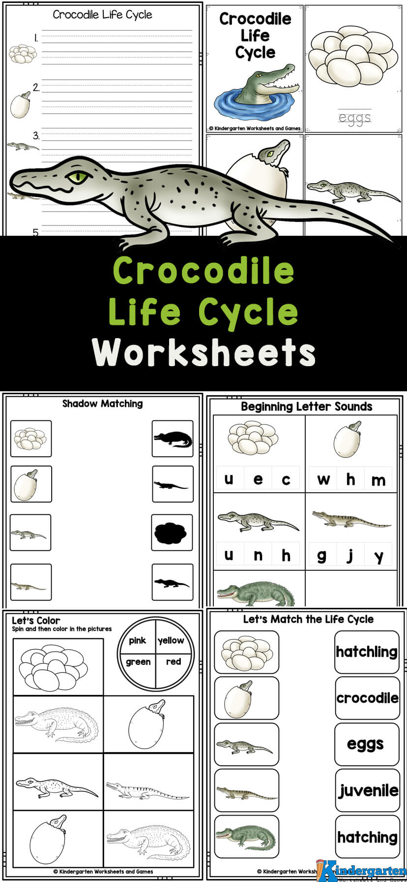 FREE Printable Life Cycle of a Crocodile Worksheets