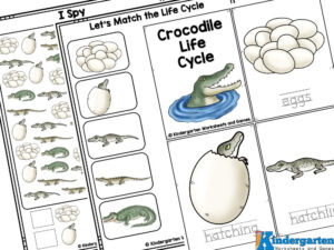 FREE Printable Life Cycle of a Crocodile Worksheets