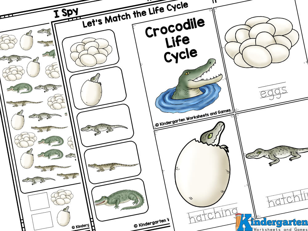 FREE Printable Life Cycle of a Crocodile Worksheets