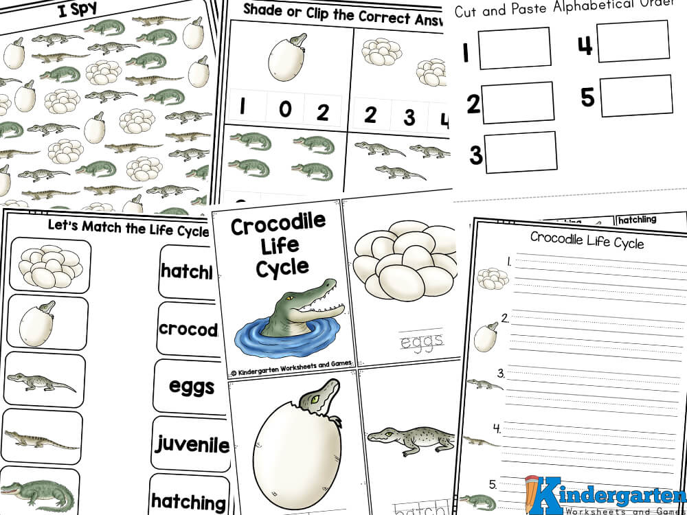 FREE Printable Life Cycle of a Crocodile Worksheets