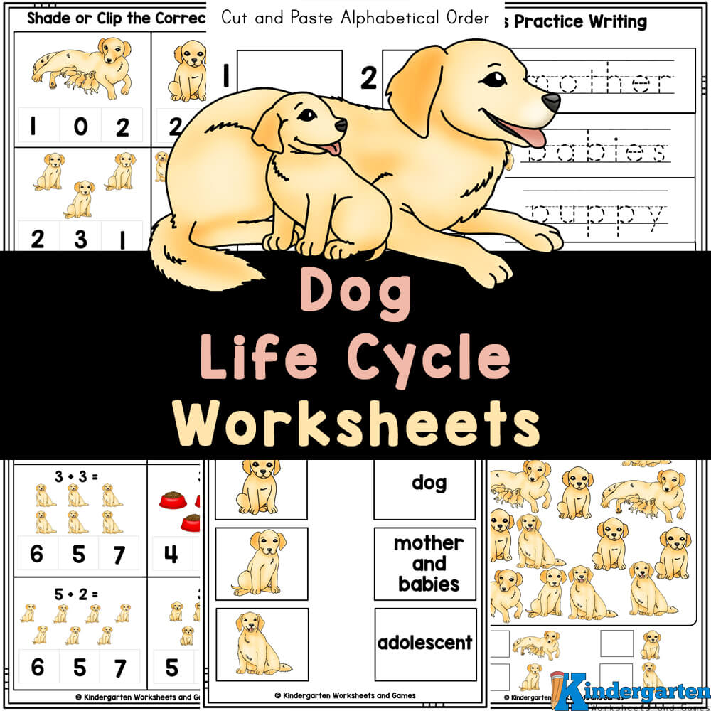 Animal Life Cycle Worksheet Life Cycles Of Animals Worksheets