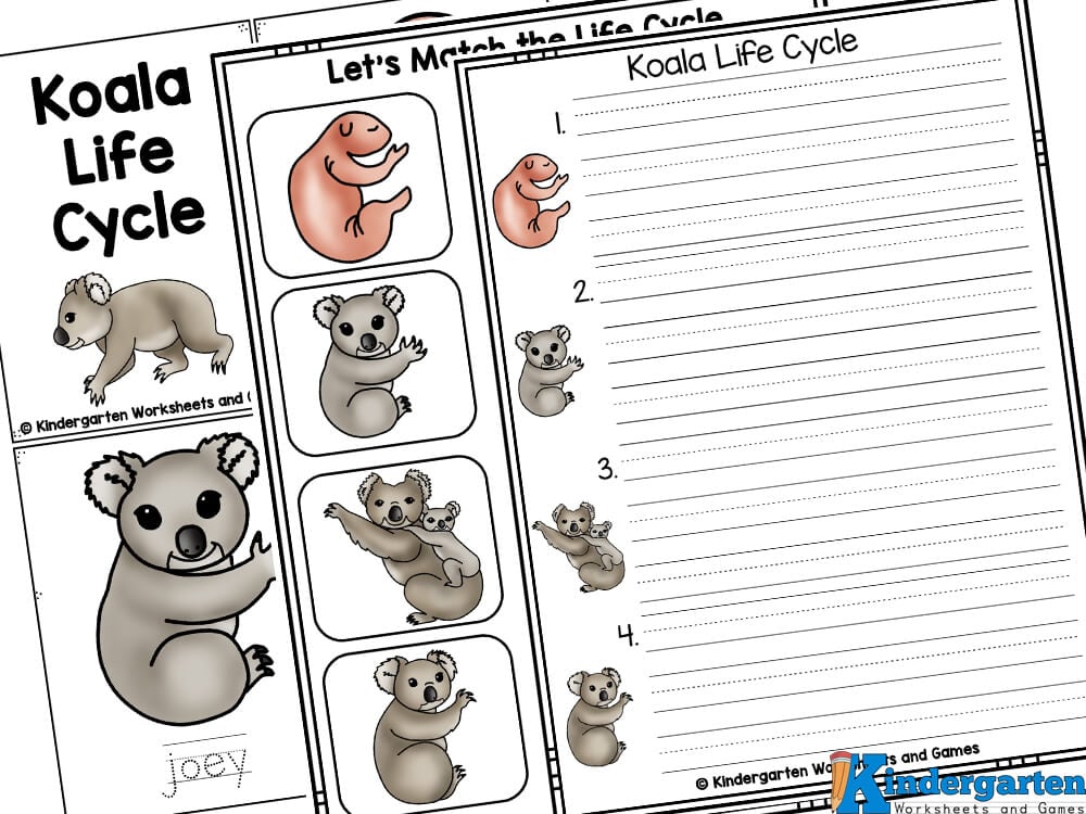 FREE Printable Koala Life Cycle Worksheets for Kids