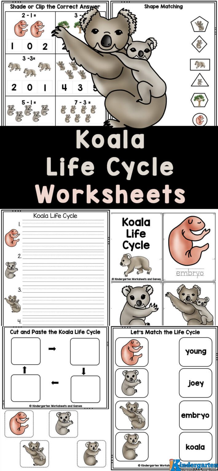 FREE Printable Koala Life Cycle Worksheets for Kids