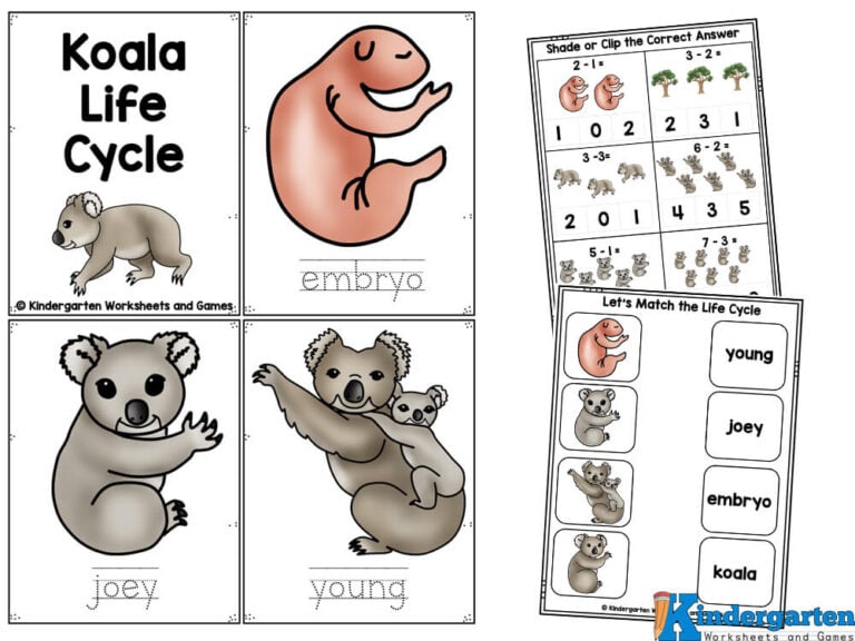 FREE Printable Koala Life Cycle Worksheets for Kids