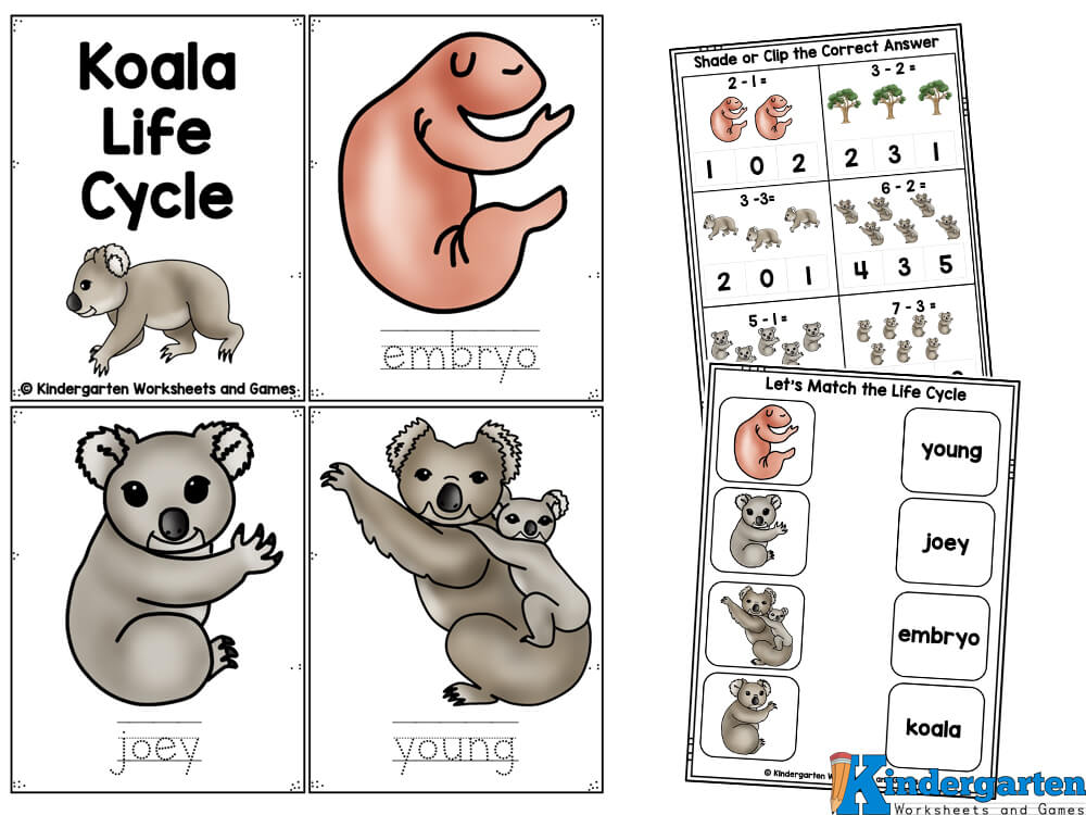FREE Printable Koala Life Cycle Worksheets for Kids