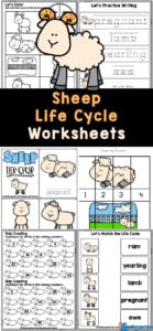 🐑 FREE Printable Sheep Life Cycle Worksheets