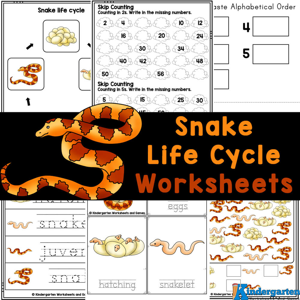 Snake Life Cycle Life Cycle Of Snake Objects Childrens House