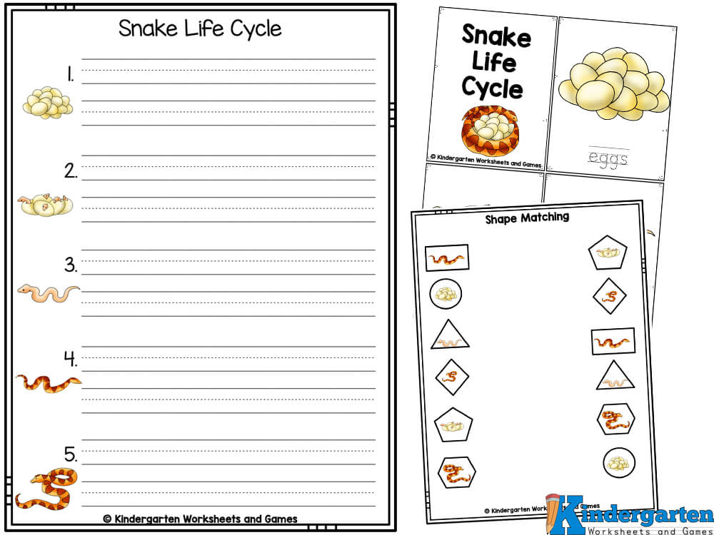 FREE Snake Life Cycle Printable Worksheets