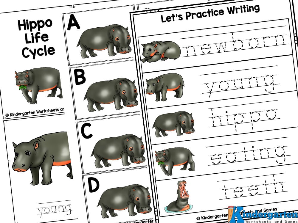 🦛 FREE Life Cycle of a Hippo Printable Worksheets