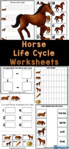 FREE Printable Horse Life Cycle Worksheets for Kids