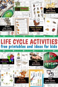 75+ FREE Printable Life Cycle Activities and Worksheets for Kids