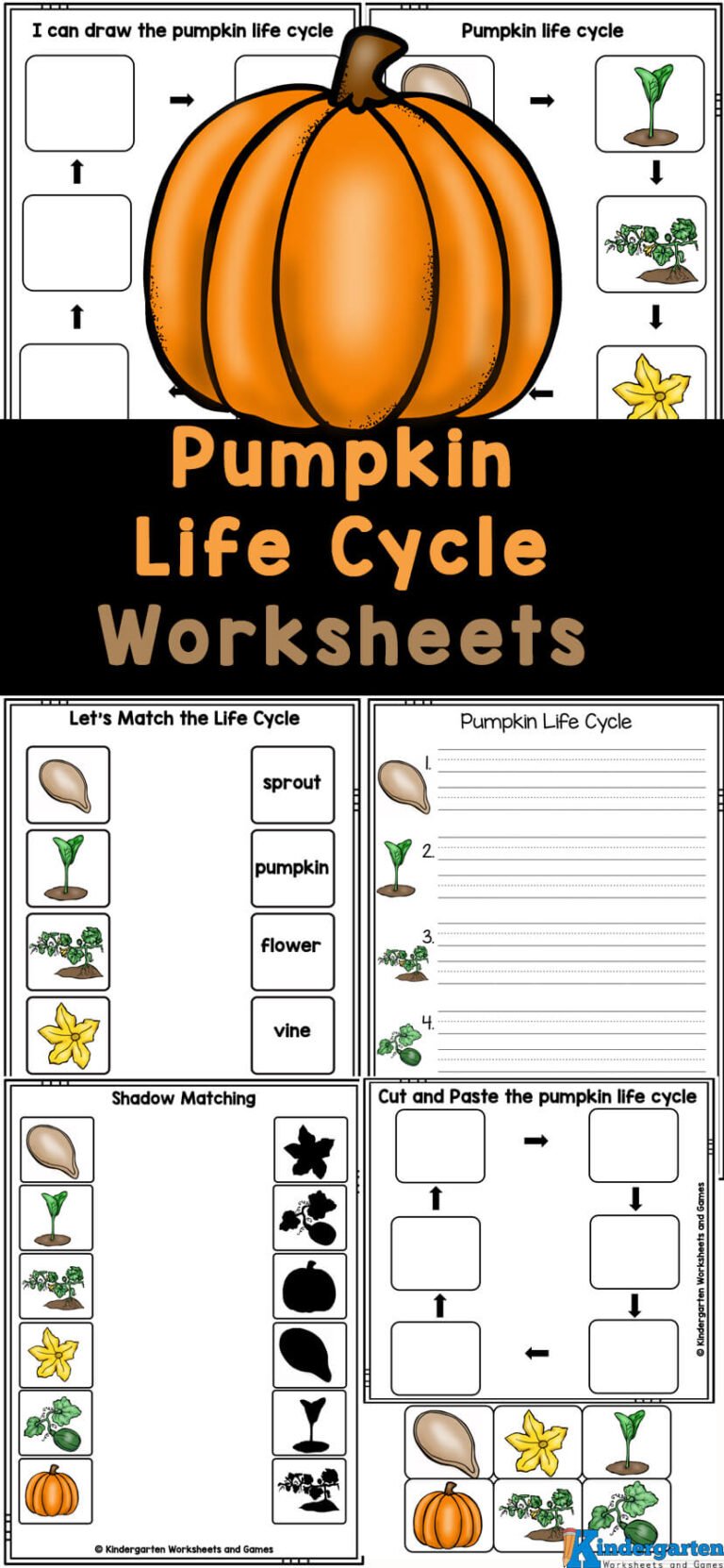 🎃 FREE Printable Pumpkin Life Cycle Worksheets for Kids